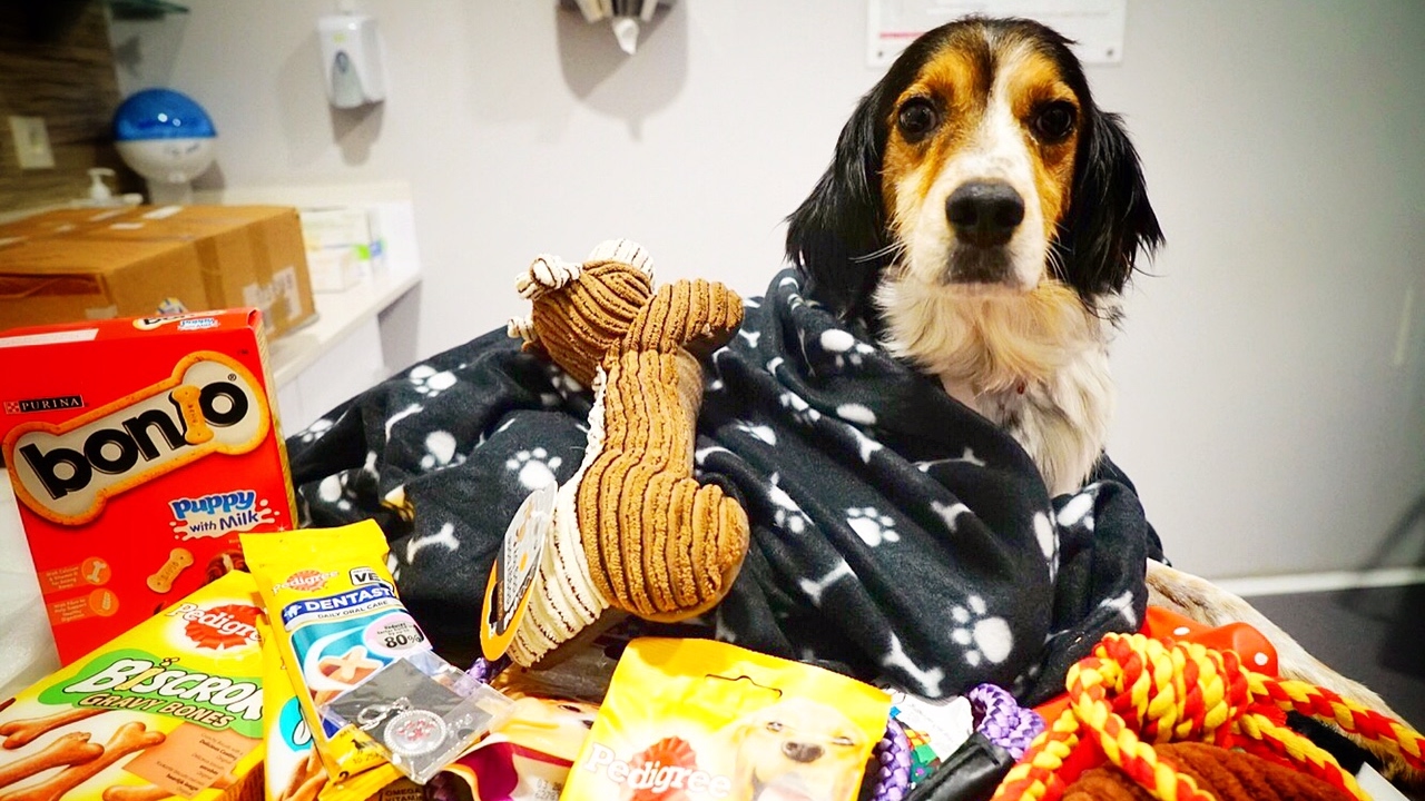 An abused dog showered with love and toys worldwide