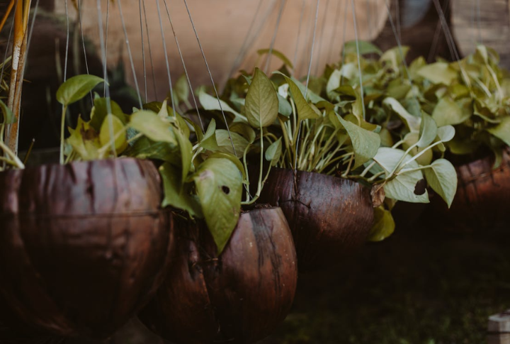 Want an endless indoor plant collection? Start with these 20