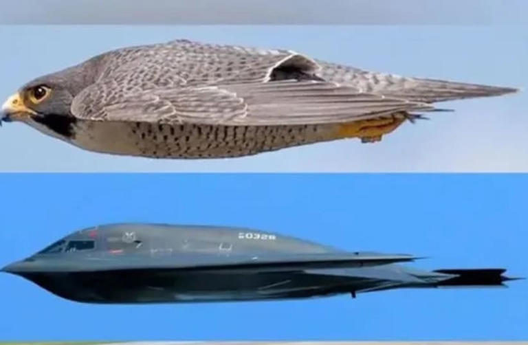 Meet the bird that inspired the B-2 Spirit stealth bomber that struck ...