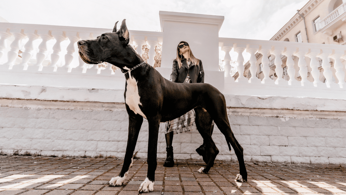 The 10 Signs Your Dog Could Be Dying Too Soon
