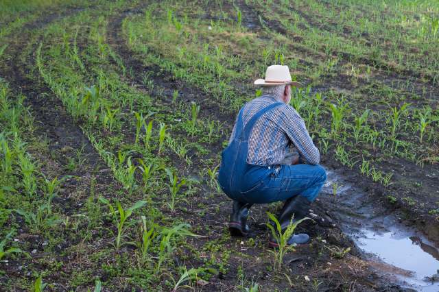 US farmers devastated after record-setting rains leave crops rotting ...