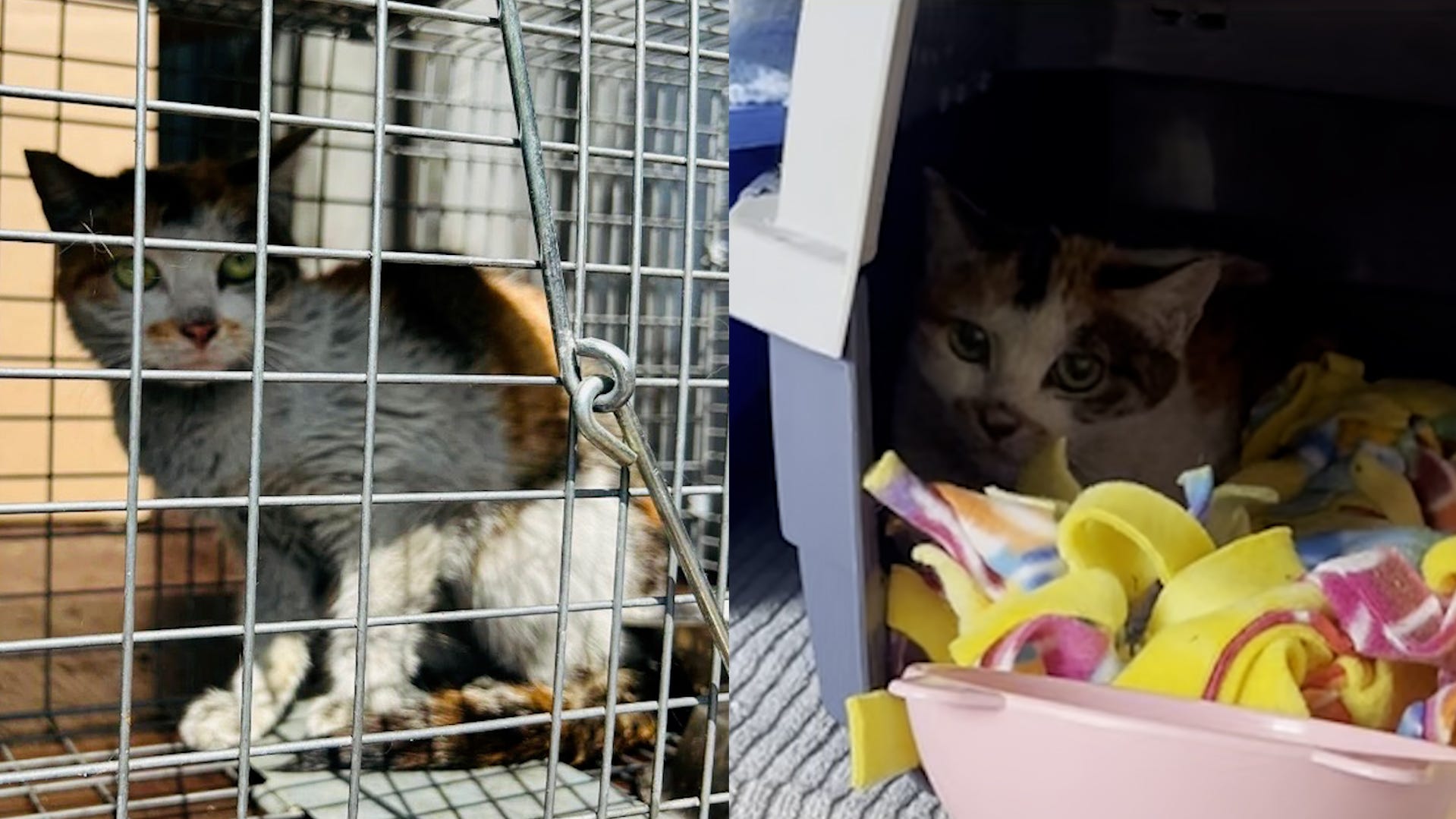 Cat survives 3-week journey from China in a shipping container