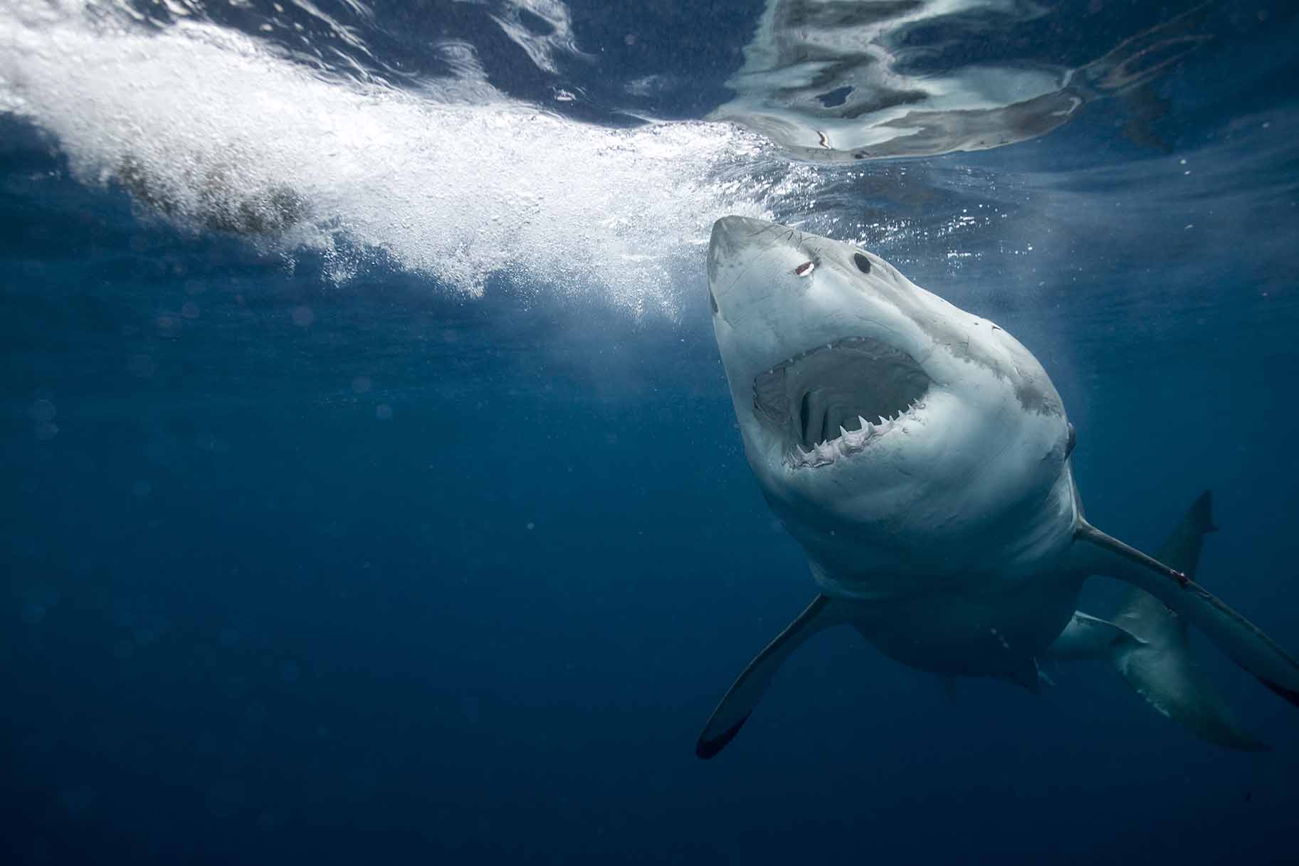 Sharks Have 3 Super Senses on Top of Sight, Hearing, Taste, Touch, and ...