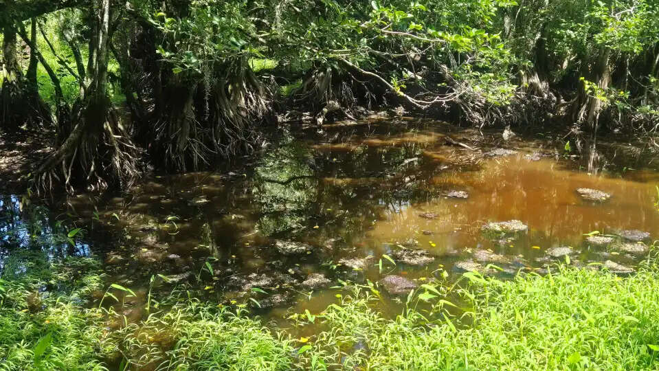 Optical Illusion: Only a person who has a logical and practical mind ...