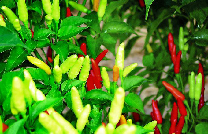 10 Best Hot Pepper Plant Varieties to Grow