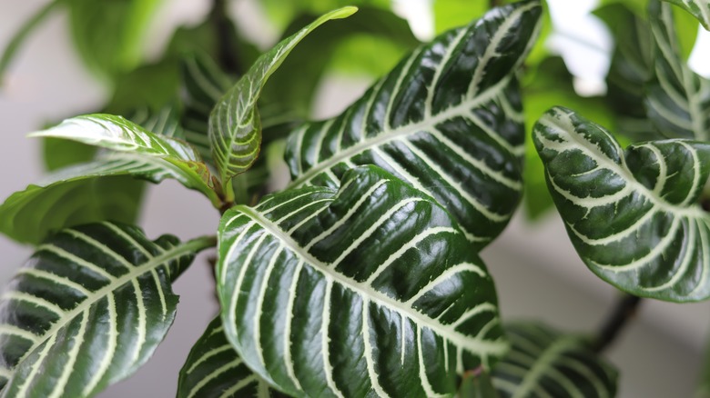 12 Pretty Plants That Only Need A Little Bit Of Water To Propagate