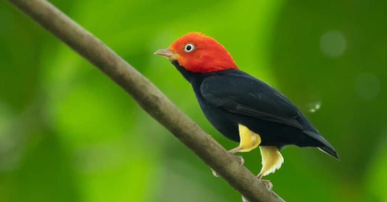 Top 10 Cool Types of Birds