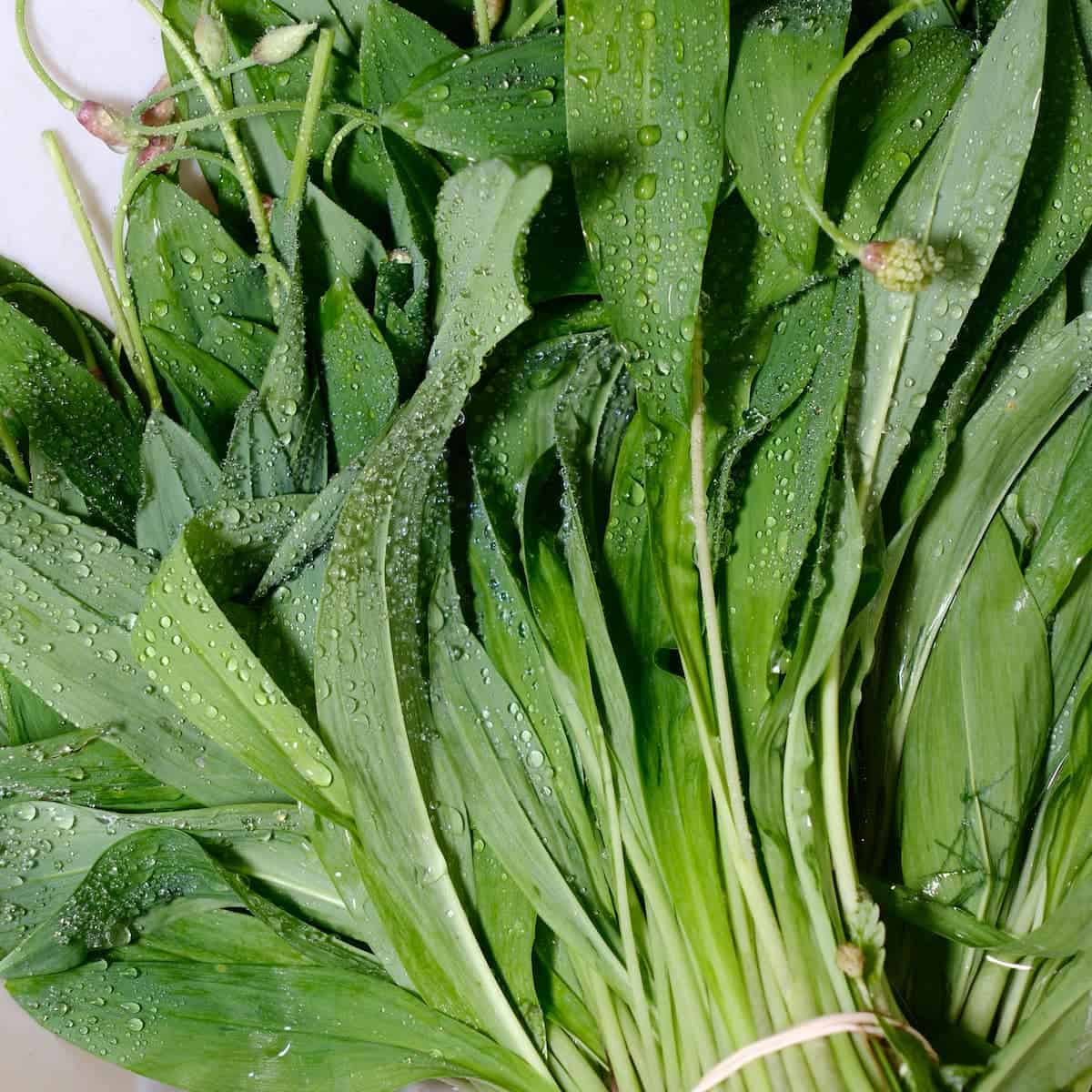 Foraging for Ramps (Wild Leeks)