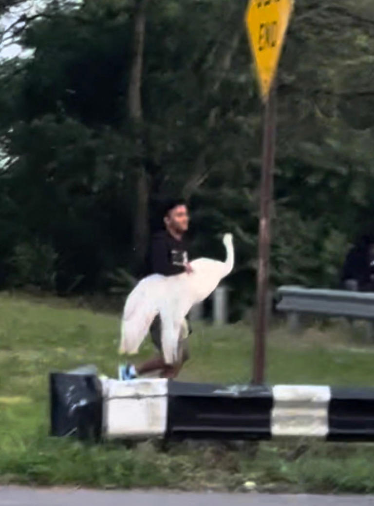NYC bandits kidnap swan in bird-brained scheme, but mystery remains ...