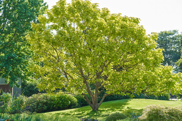 Cómo crecen las plantas y todas sus fases explicadas al detalle