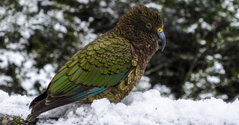 Discover 10 Rare Types of Birds
