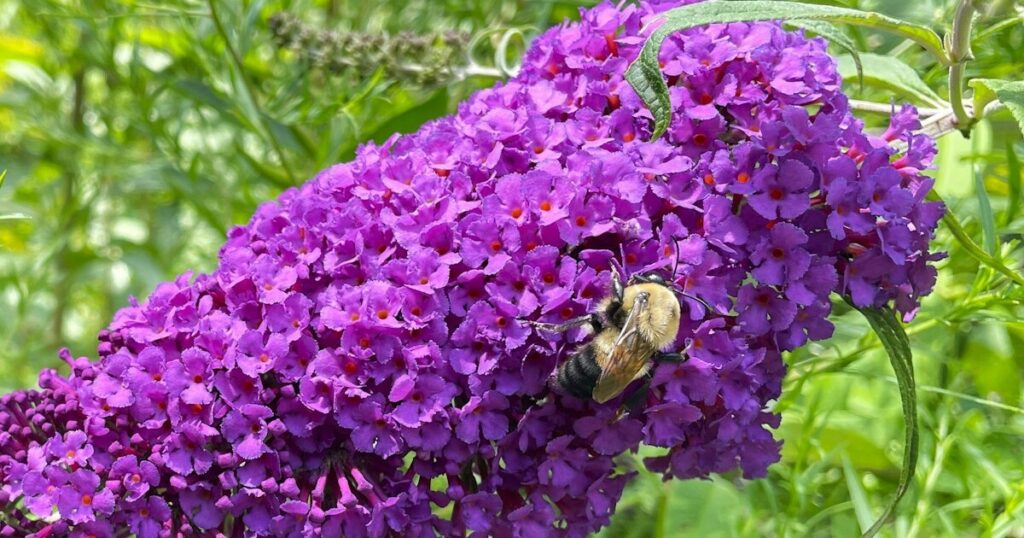 10 Reasons You Should Grow Butterfly Bush By Your Entrance