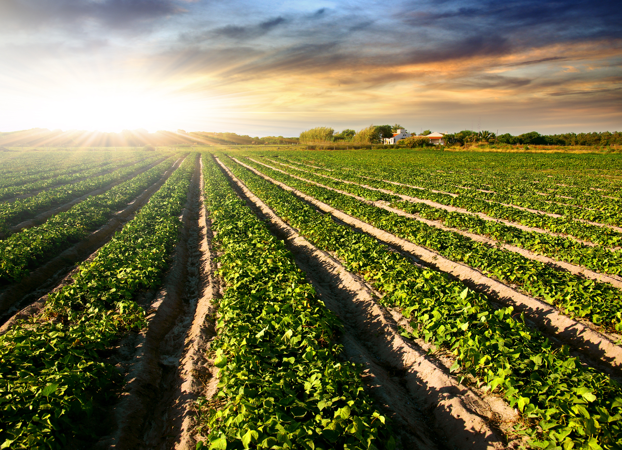 17 Ancient Farming Tricks That Fed Massive Populations