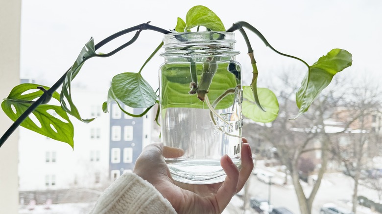 12 Pretty Plants That Only Need A Little Bit Of Water To Propagate