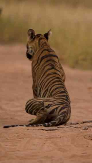 Frozen Moments: The Beauty of Animals in Action