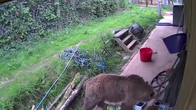 Escaped bear caught on CCTV after eating a week’s worth of honey