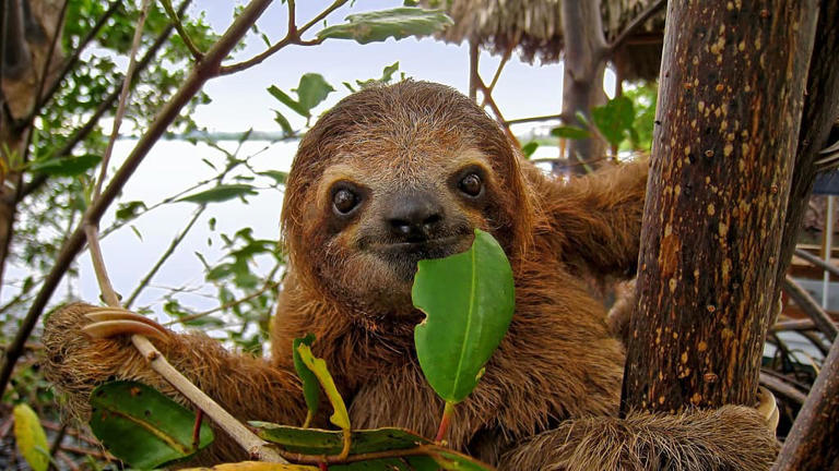 7 Sloth Superpowers (Like Farting to Float) Just in Time for ...