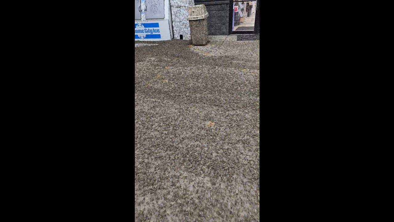 Mayflies Swarm Michigan Gas Station