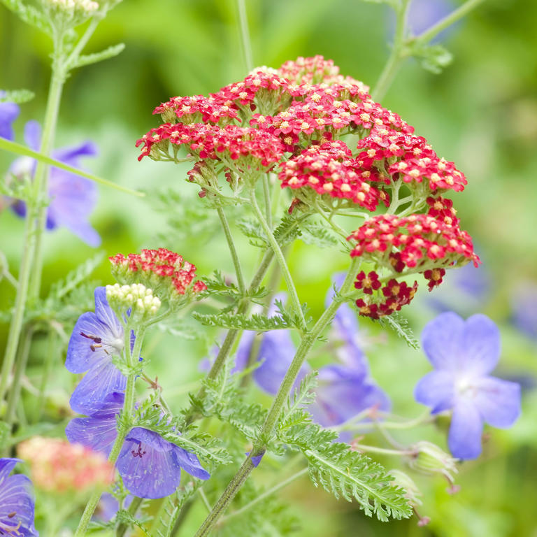 7 flowering perennials that thrive on neglect – for a beautiful "plant ...