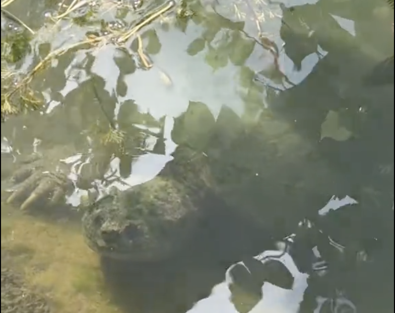 'This monster': Massive snapping turtle spotted in popular Austin waterway