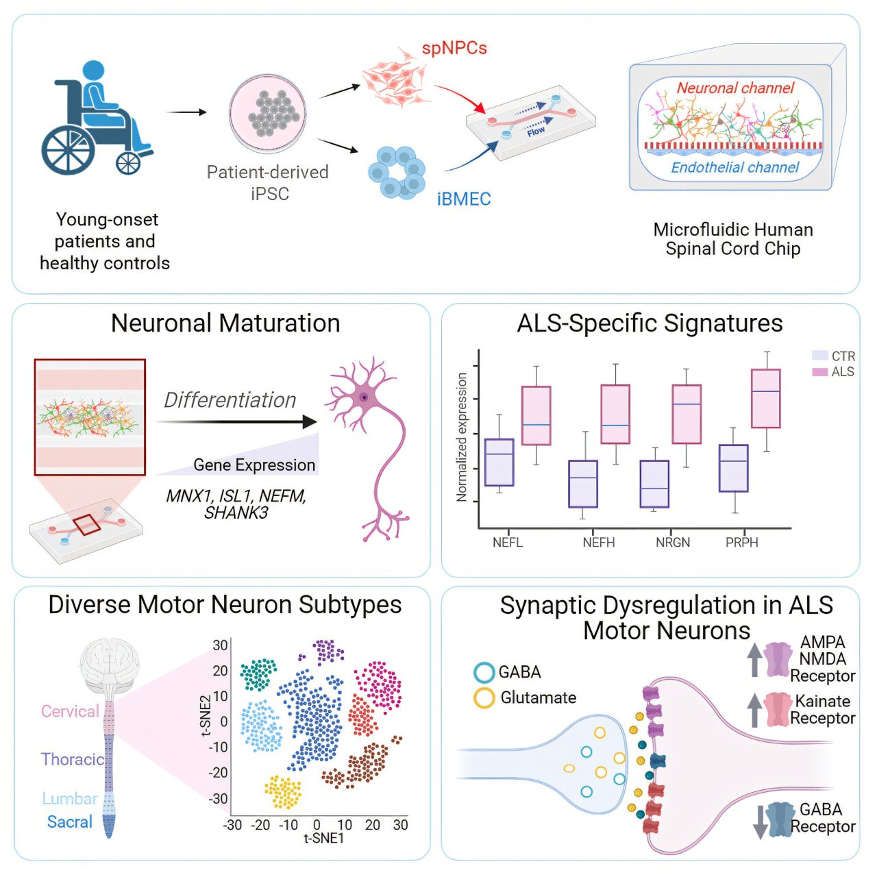 'ALS on a chip' model reveals altered motor neuron signaling
