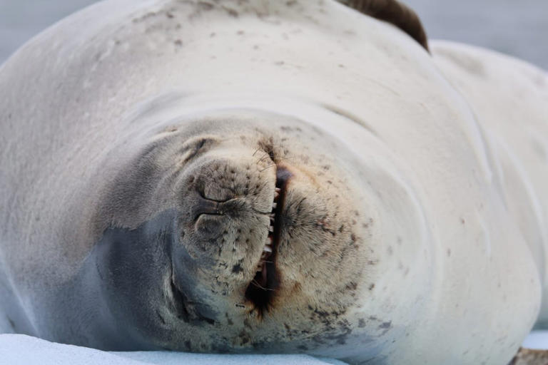 Hidden hunting strategies of leopard seals reveal their impact on ...