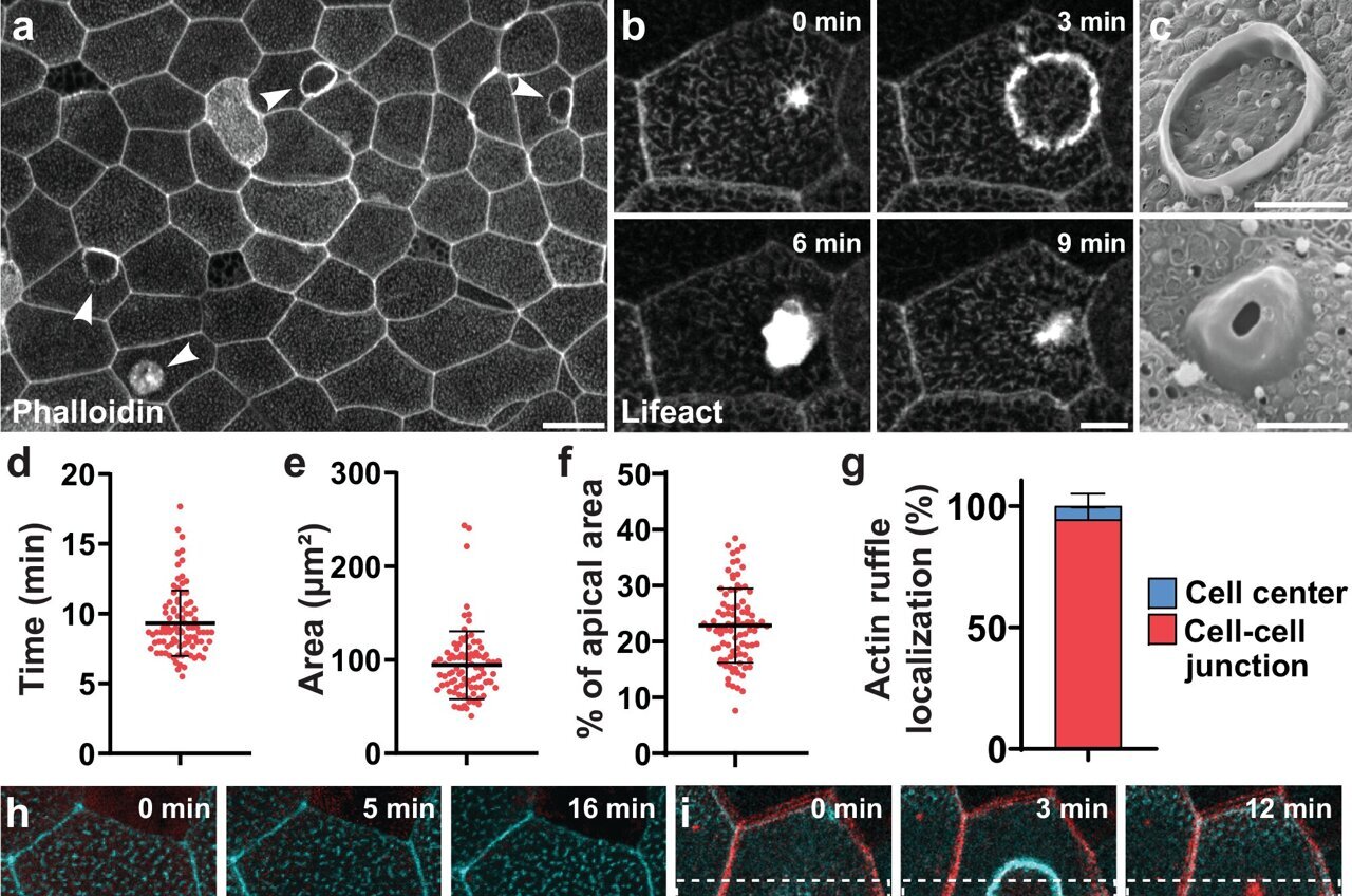Epithelial cells reveal novel mechanism to ease tissue crowding without ...