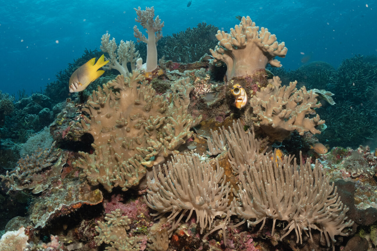 World's soft coral diversity retains signature of an ancient, vanished sea