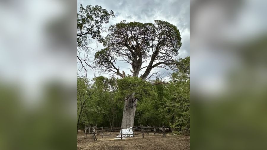 ‘Big Tree’ in Gila National Forest remains untouched by Trout Fire