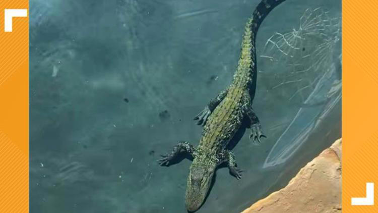 First responders catch alligator in East Texas woman's pool