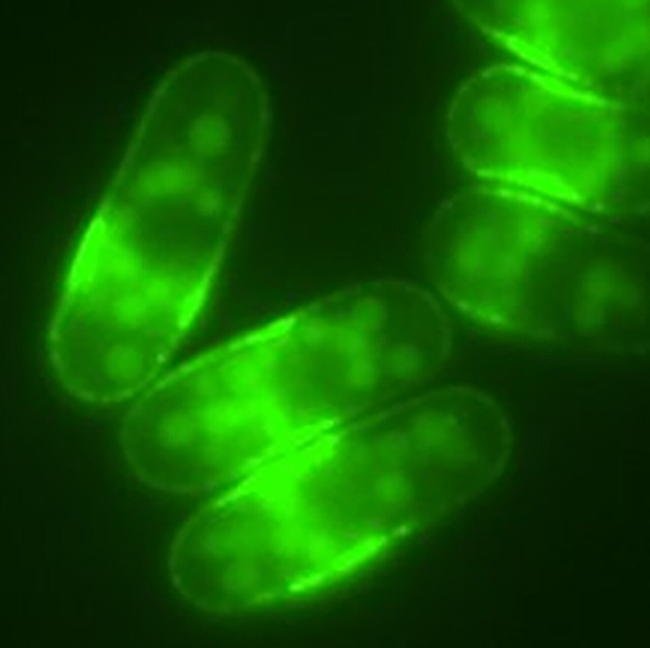 Researchers discover how caffeine could slow cellular aging