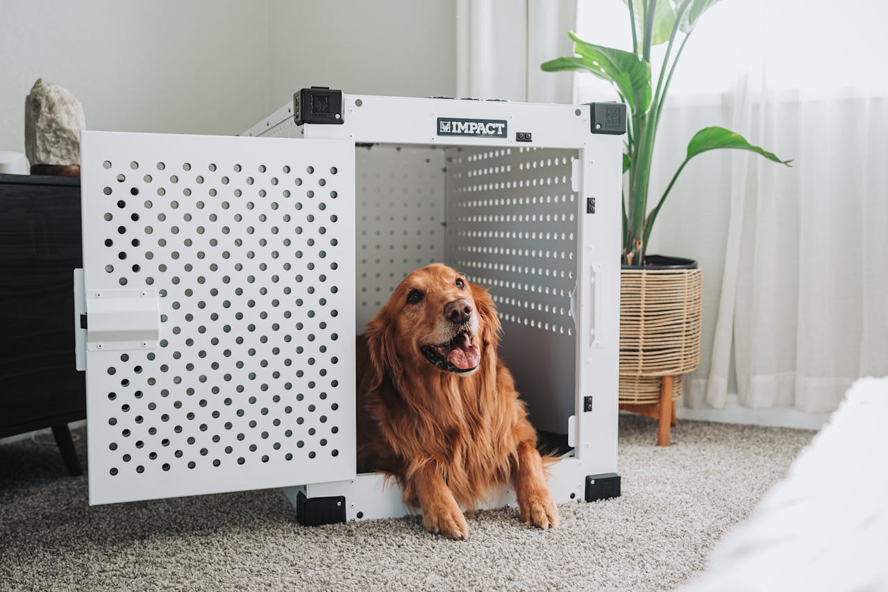 Pet Supplies on a Budget: 8 Safe Dollar Store Buys (and 3 That Could ...