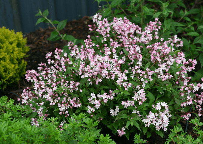 Top 10 Shrubs With Pretty Pink Flowers