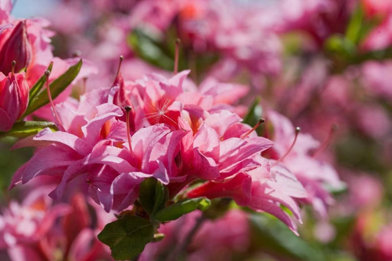 Top 10 Shrubs With Pretty Pink Flowers