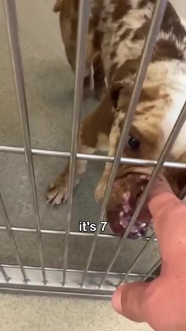 Watch this Senior Frenchie Finally Get the Love She Deserves