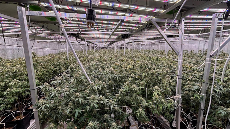 National Guard, DEA raid illegal marijuana farms in Southern California