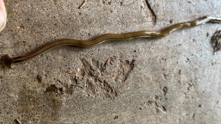 Invasive hammerhead worms are back, Texas. Here's what to do if you see one