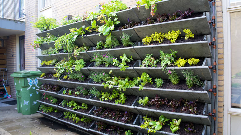 10 Clever Gardening Hacks For Homes Without A Backyard