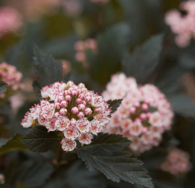 Top 10 Shrubs With Pretty Pink Flowers