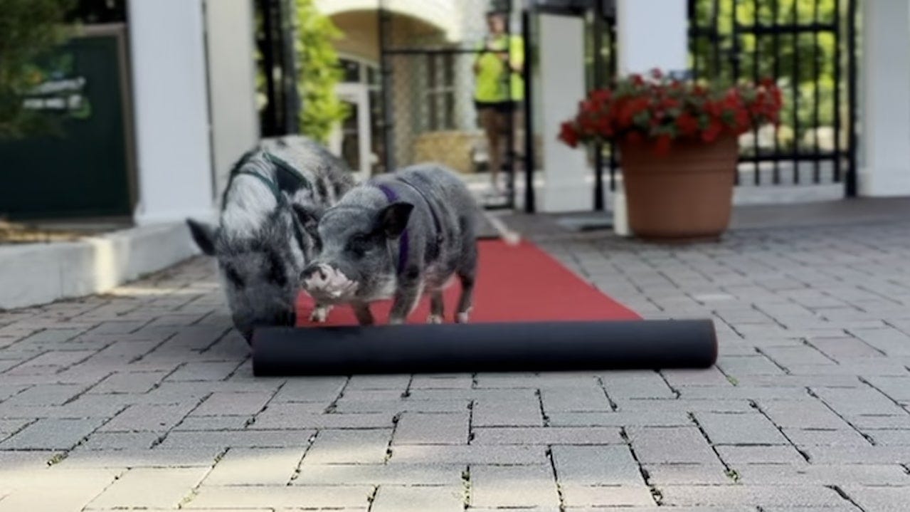 Celebrity pigs, Thatcher and Magnolia, roll out the red carpet at the ...