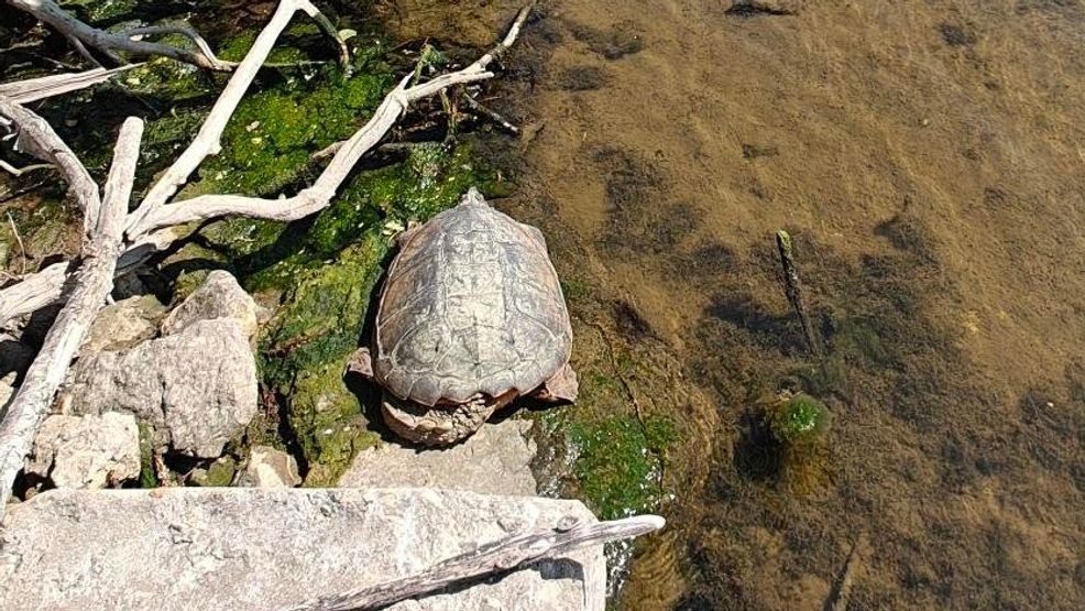 With nesting season underway, snapping turtles are out and about in ...