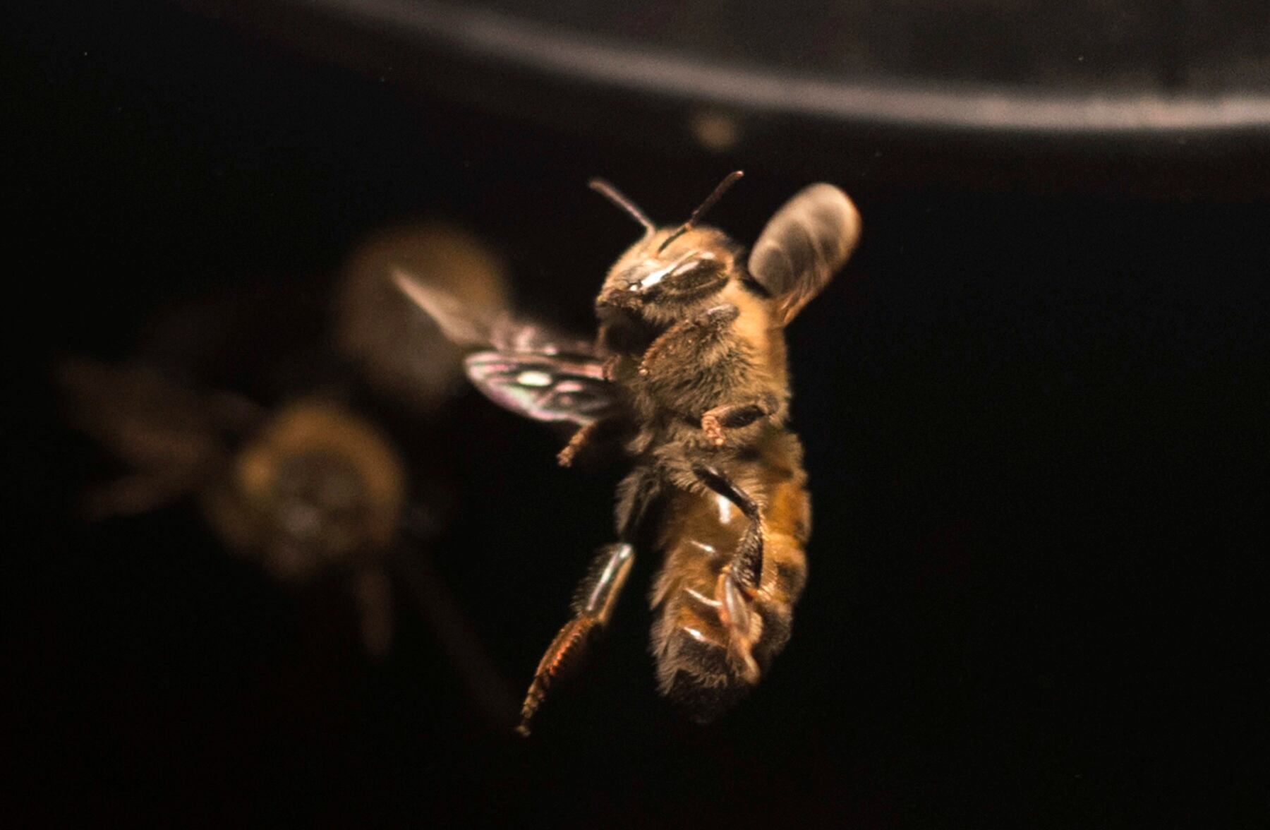 Horrifying Swarms of Killer Bees Spreading Across America