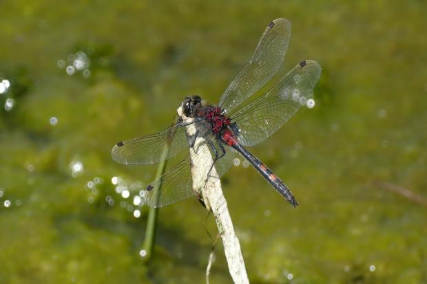 Cumbrian nature reserve designated as 'dragonfly hotspot'