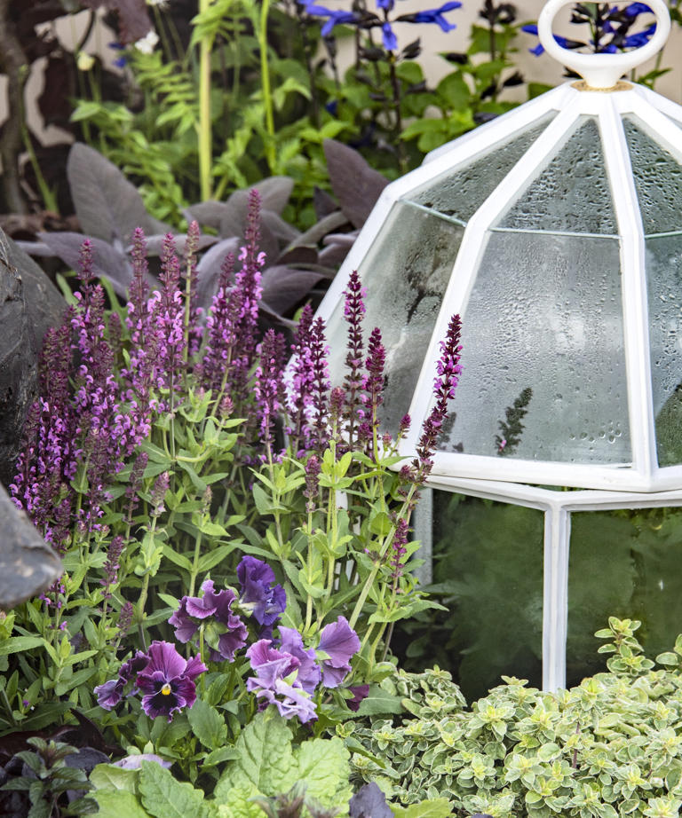 How to grow salvia in pots – for a low-fuss patio perennial that ...