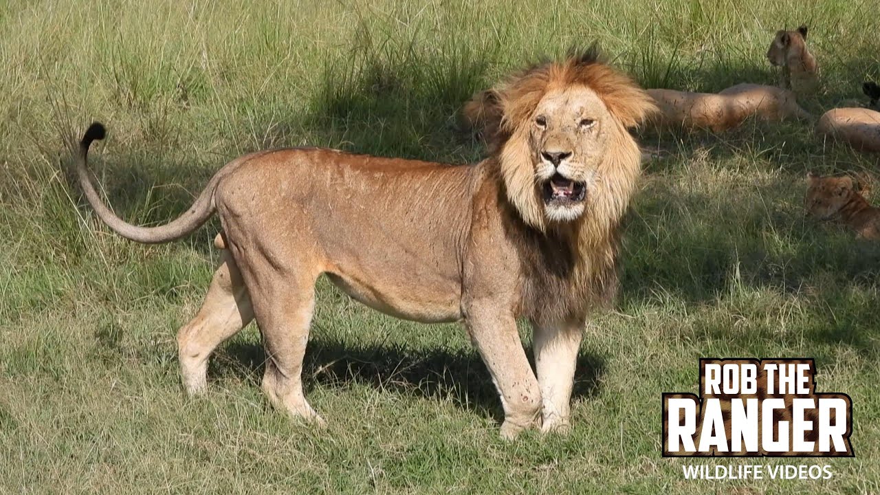 Limping lions reunite with pride in dramatic scene