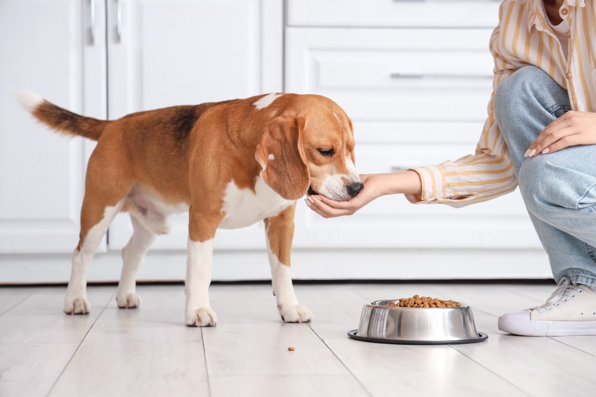This Major Cereal Brand is Helping Pet Parents Redefine How They 'Feed ...
