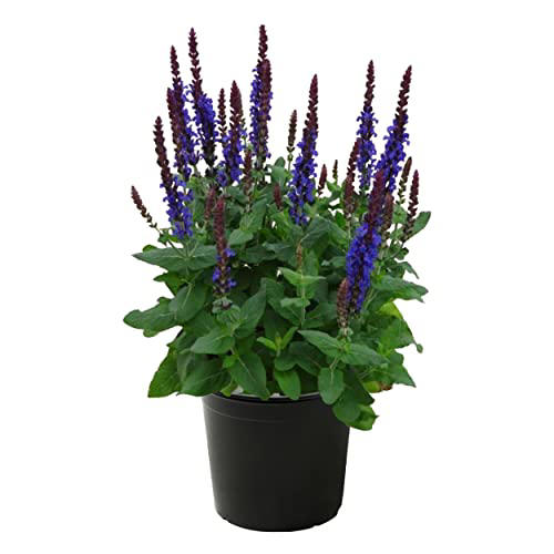 How to grow salvia in pots – for a low-fuss patio perennial that ...