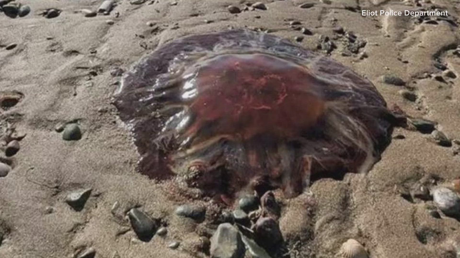 Spike in jellyfish sightings prompts coastal safety warnings in Maine