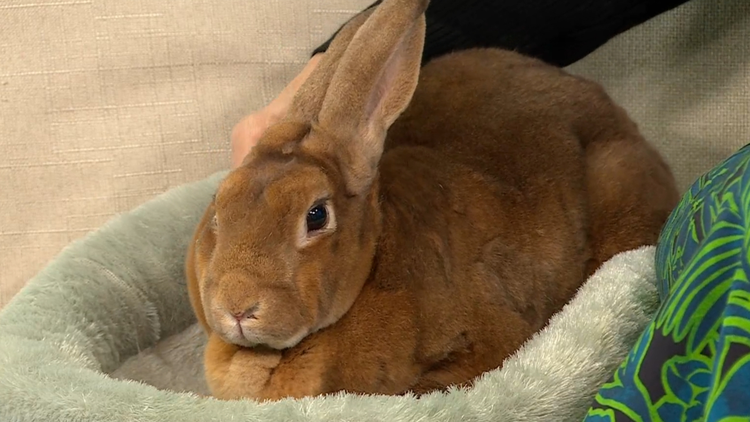 Dr Katrina Warren debunks whether bunnies are easy pets