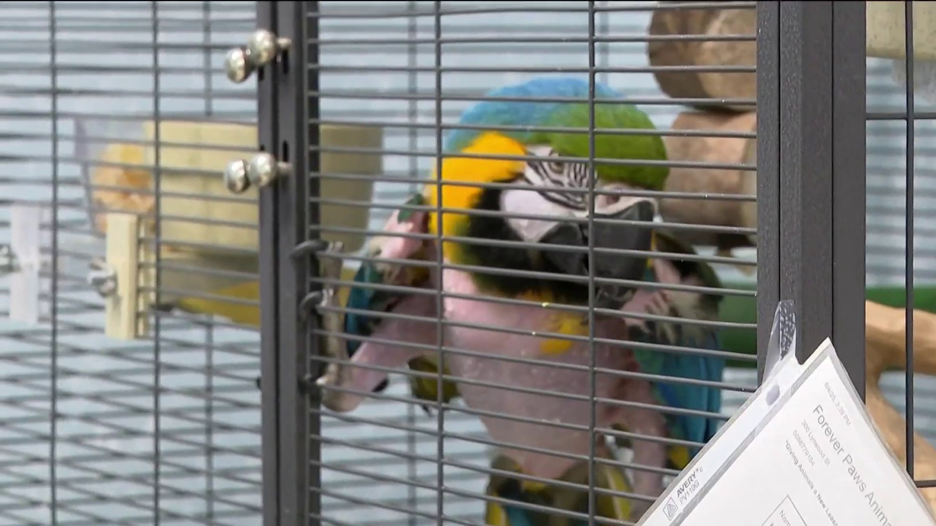 Massachusetts animal shelter's 'R-rated' parrot finds new home